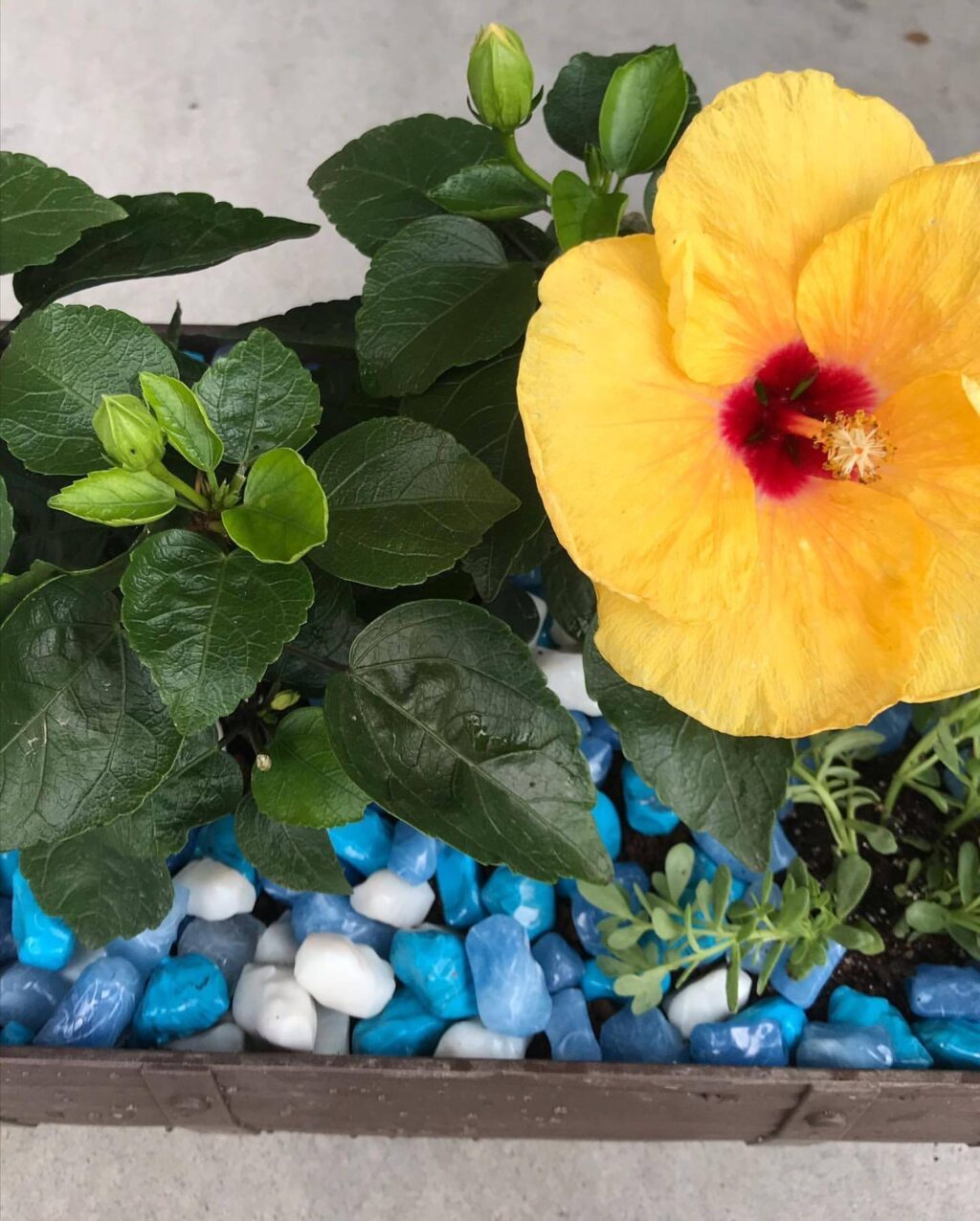 ハイビスカスの花ですがとってもかわいく仕上がっています – プラセスラボ